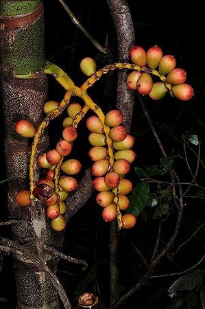 Pinanga maculata - Palmpedia - Palm Grower's Guide