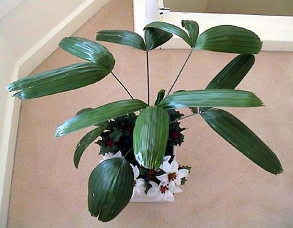 Rhapis subtilis - Palmpedia - Palm Grower's Guide