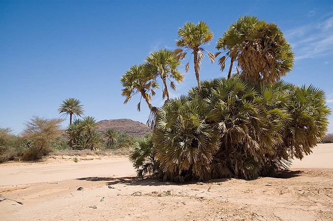 Hyphaene thebaica - Palmpedia - Palm Grower's Guide