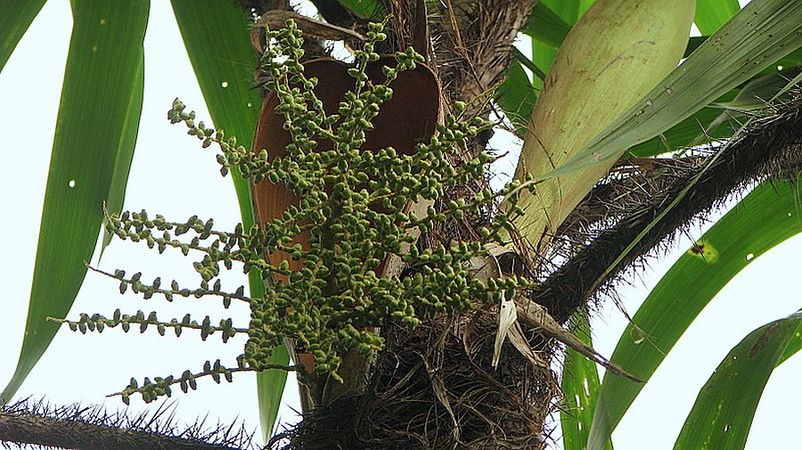 Bactris ferruginea - Palmpedia - Palm Grower's Guide