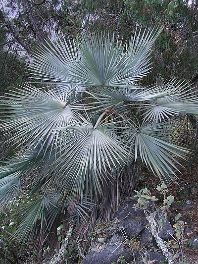 Brahea Berlianderli - Palmpedia - Palm Grower's Guide