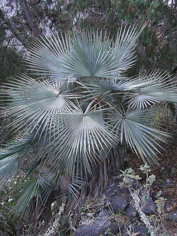 Brahea Berlianderli - Palmpedia - Palm Grower's Guide
