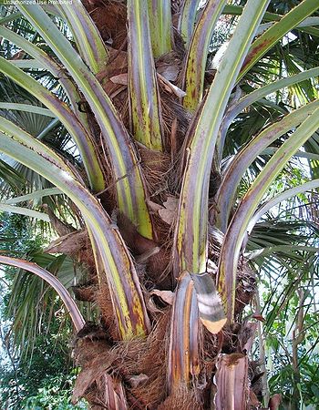 Brahea brandegeei - Palmpedia - Palm Grower's Guide