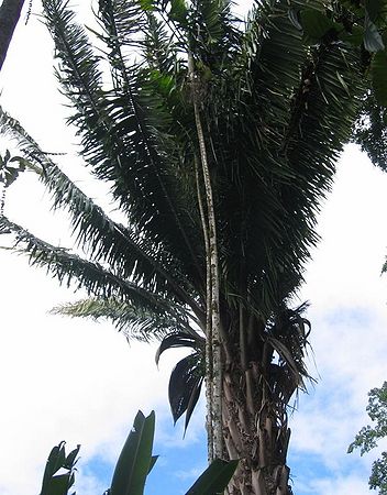 Attalea cohune - Palmpedia - Palm Grower's Guide