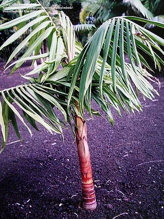 Dypsis rivularis - Palmpedia - Palm Grower's Guide
