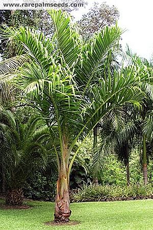 Metroxylon warburgii - Palmpedia - Palm Grower's Guide