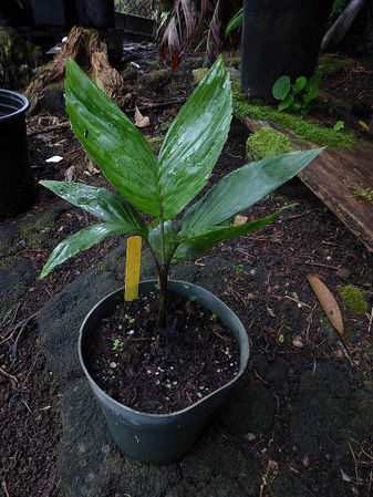 Balaka insularis - Palmpedia - Palm Grower's Guide