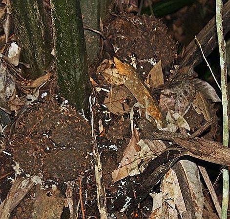 Phytelephas seemannii - Palmpedia - Palm Grower's Guide