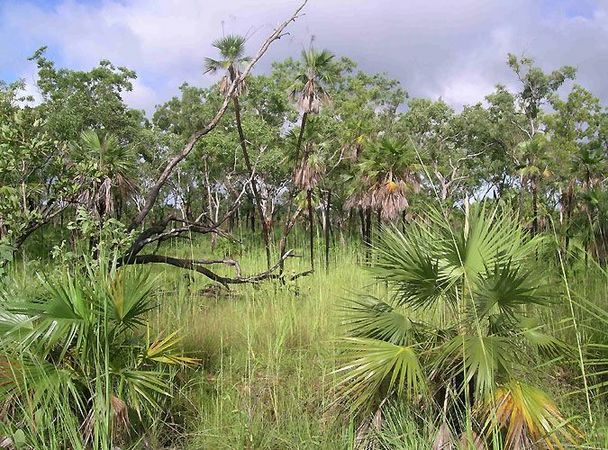 Livistona humilis - Palmpedia - Palm Grower's Guide