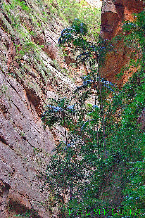 Ravenea glauca - Palmpedia - Palm Grower's Guide