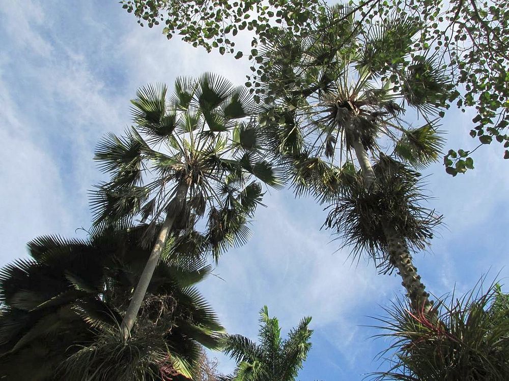 Copernicia prunifera - Palmpedia - Palm Grower's Guide