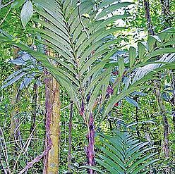 Balaka streptostachys - Palmpedia - Palm Grower's Guide