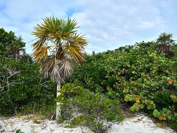 Leucothrinax morrissii - Palmpedia - Palm Grower's Guide