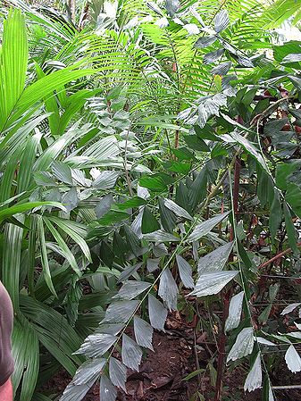 Ceratolobus glaucescens - Palmpedia - Palm Grower's Guide