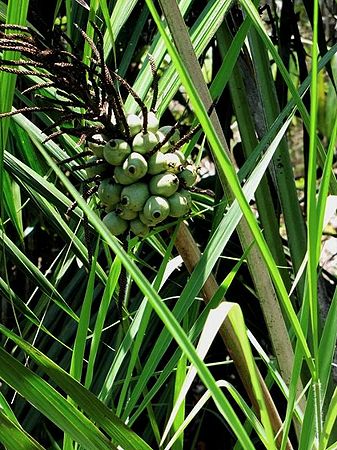 Barcella odora - Palmpedia - Palm Grower's Guide