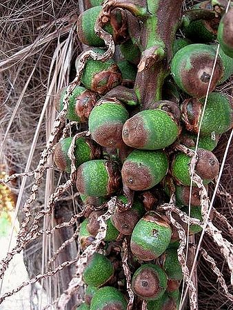 Parajubaea cocoides - Palmpedia - Palm Grower's Guide