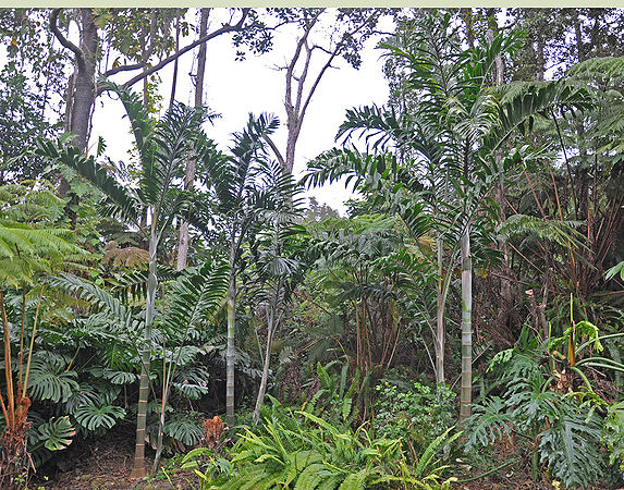 Chrysalidocarpus lanceolata - Palmpedia - Palm Grower's Guide