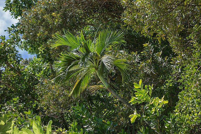Hydriastele palauensis - Palmpedia - Palm Grower's Guide
