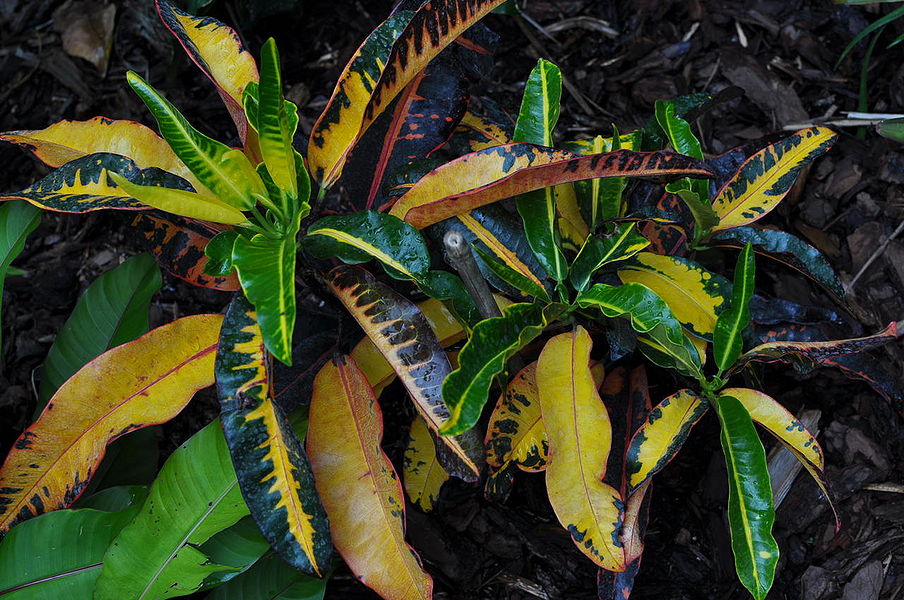 MANGO - Palmpedia - Palm Grower's Guide