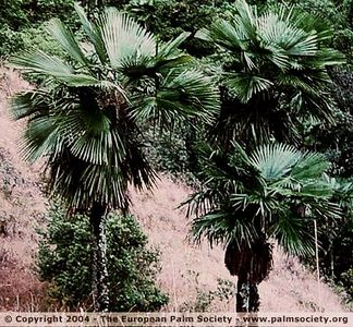 Category:TRACHYCARPUS - Palmpedia - Palm Grower's Guide