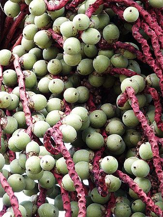 Oenocarpus bacaba - Palmpedia - Palm Grower's Guide