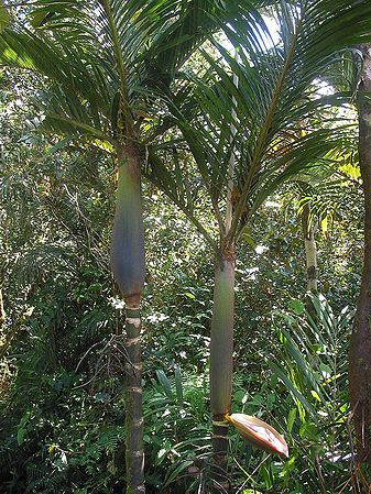 Pinanga philippinensis - Palmpedia - Palm Grower's Guide