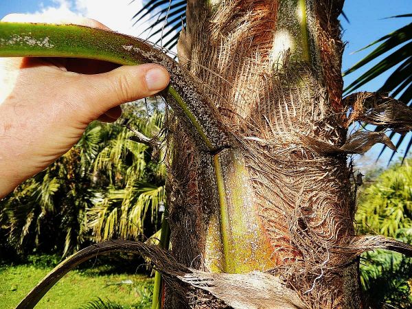 Trachycarpus latisectus - Palmpedia - Palm Grower's Guide