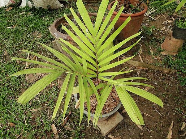 Ptychosperma lineare - Palmpedia - Palm Grower's Guide