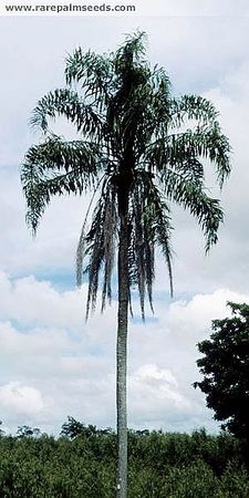 Syagrus macrocarpa - Palmpedia - Palm Grower's Guide