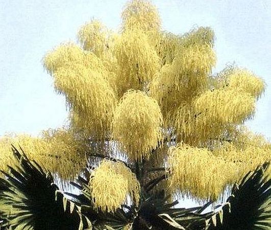 Corypha taliera - Palmpedia - Palm Grower's Guide