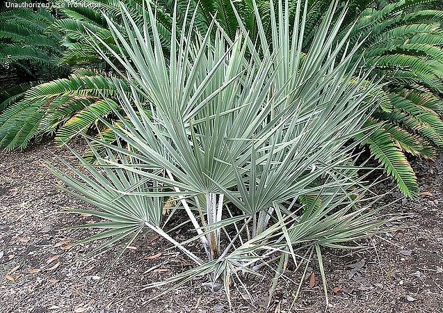 Hyphaene coriacea - Palmpedia - Palm Grower's Guide