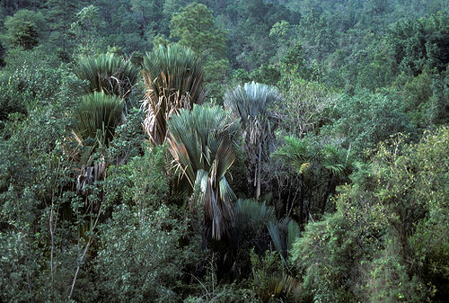 Copernicia rigida - Palmpedia - Palm Grower's Guide