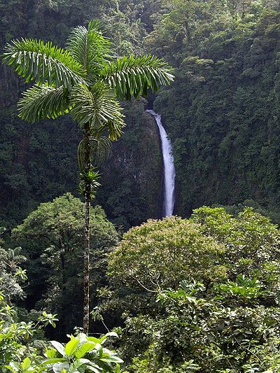 Iriartea deltoidea - Palmpedia - Palm Grower's Guide