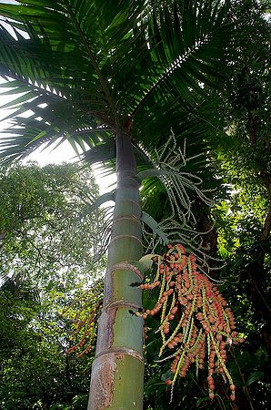 Pinanga insignis - Palmpedia - Palm Grower's Guide