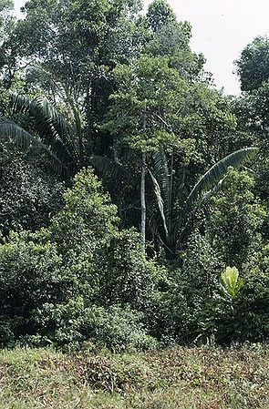 Oenocarpus bataua - Palmpedia - Palm Grower's Guide