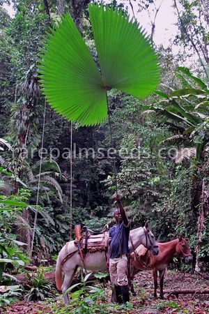 Sabinaria magnifica - Palmpedia - Palm Grower's Guide