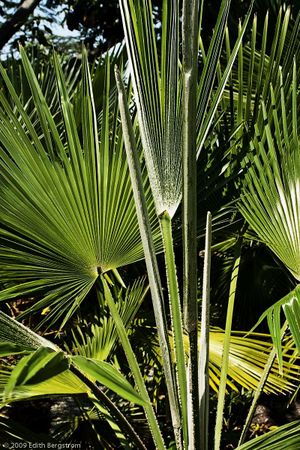 Trachycarpus martianus - Palmpedia - Palm Grower's Guide