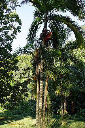Bactris gasipaes - Palmpedia - Palm Grower's Guide