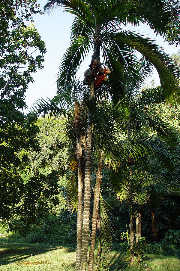 Bactris gasipaes - Palmpedia - Palm Grower's Guide
