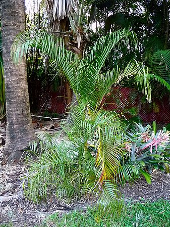 Chrysalidocarpus heteromorphus - Palmpedia - Palm Grower's Guide