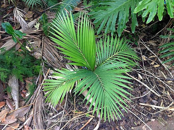 Cyphophoenix alba - Palmpedia - Palm Grower's Guide
