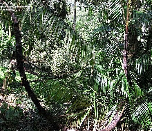 Daemonorops robusta - Palmpedia - Palm Grower's Guide