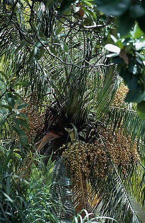 Ravenea musicalis - Palmpedia - Palm Grower's Guide