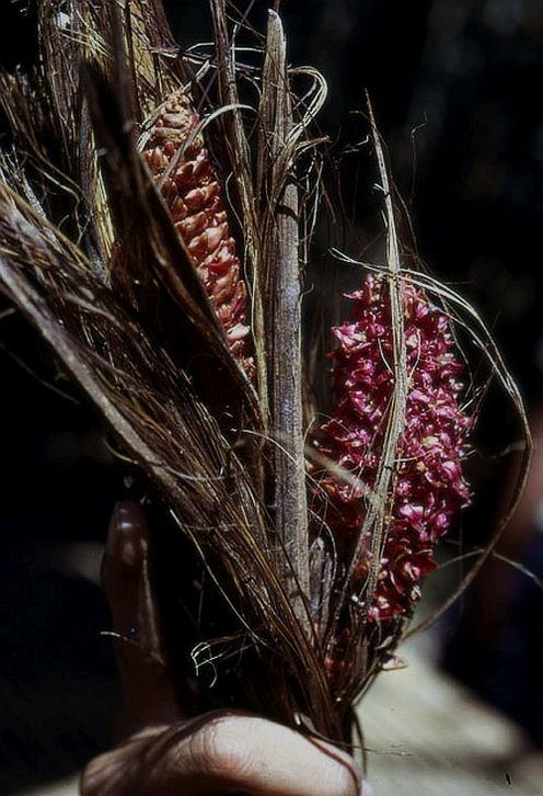 Salacca zalacca - Palmpedia - Palm Grower's Guide