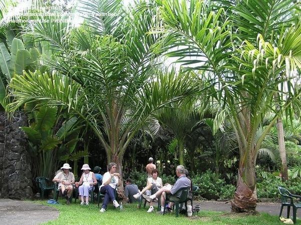 Metroxylon vitiense - Palmpedia - Palm Grower's Guide