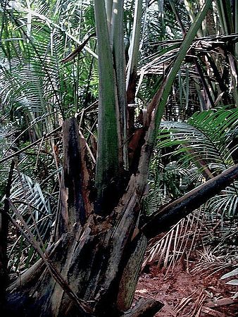 Metroxylon sagu - Palmpedia - Palm Grower's Guide