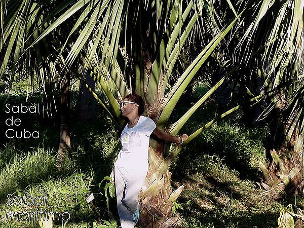 Sabal maritima - Palmpedia - Palm Grower's Guide