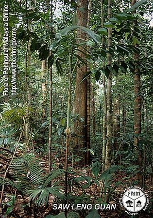 Pinanga patula - Palmpedia - Palm Grower's Guide