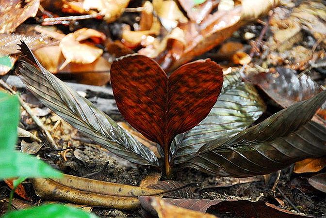 Pinanga veitchii - Palmpedia - Palm Grower's Guide