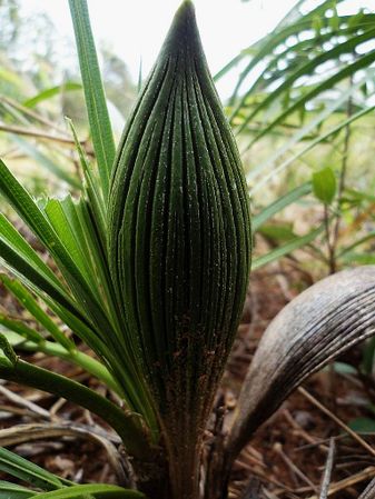 Syagrus pompeoi - Palmpedia - Palm Grower's Guide